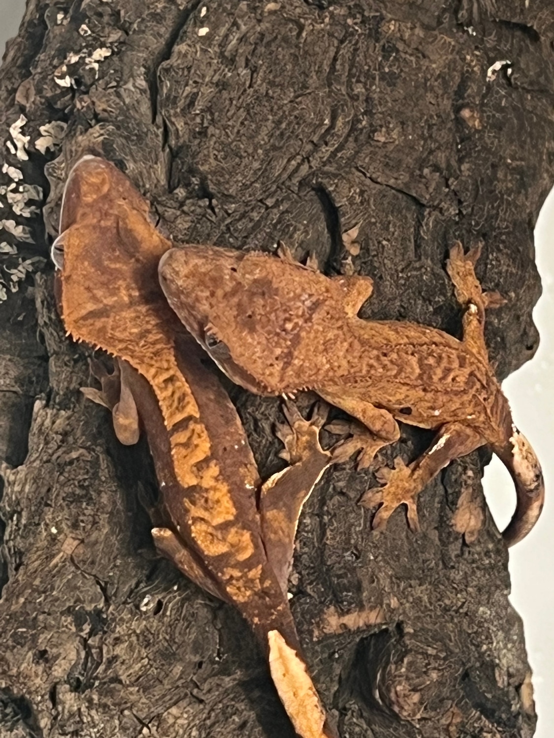 2 Pack Flame And Brindle Geckos Crested Gecko by Mitch-A-Tech Geckos ...
