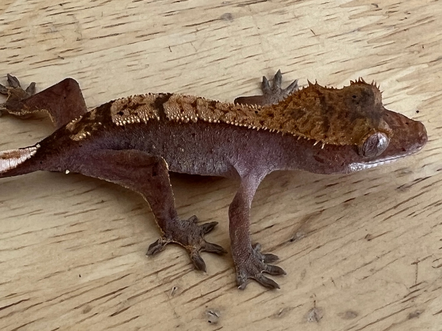 Partial Pinstripe Flame Crested Gecko by Mitch-A-Tech Geckos - MorphMarket