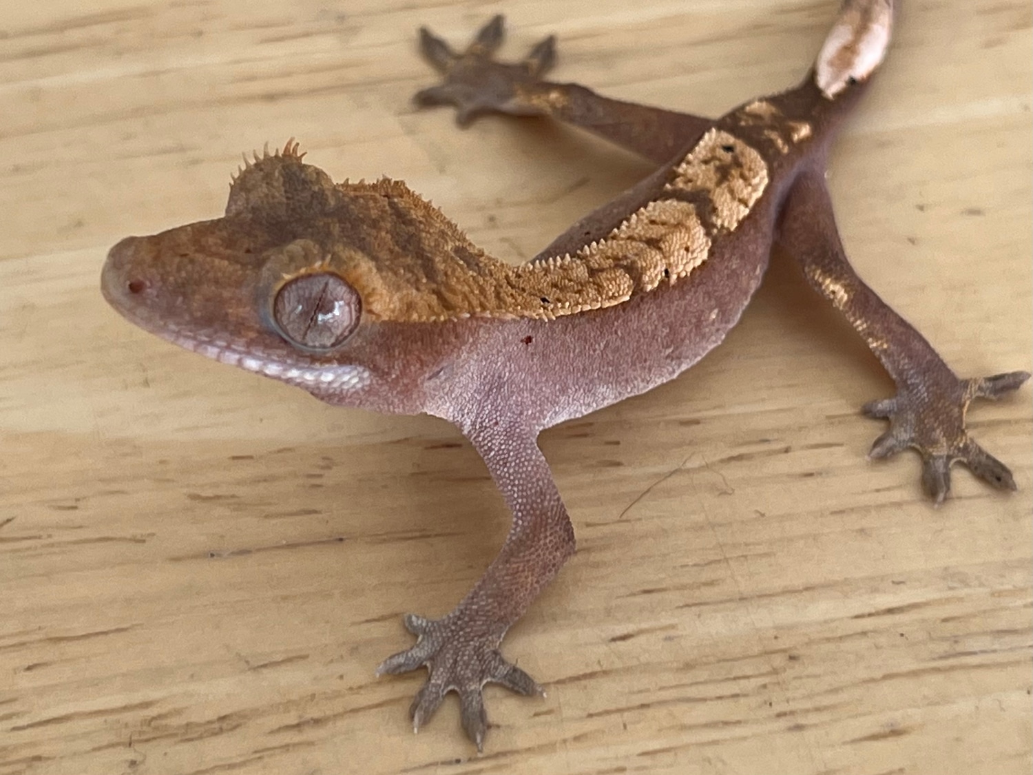 Partial Pinstripe Flame Crested Gecko by Mitch-A-Tech Geckos - MorphMarket