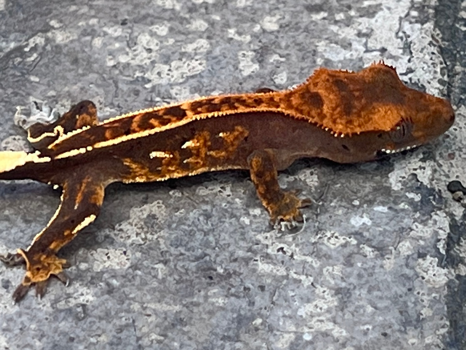 Partial Pinstripe Tricolor Crested Gecko by Mitch-A-Tech Geckos ...