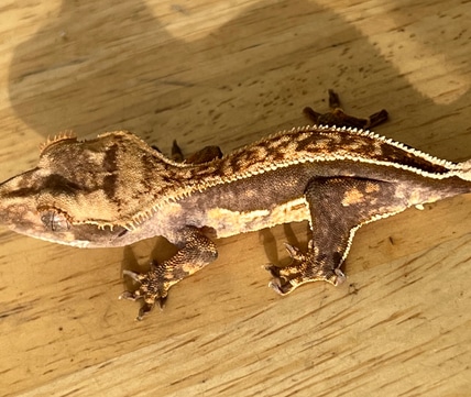 Dark Base Flame Dalmatian Crested Gecko by Mitch-A-Tech Geckos ...