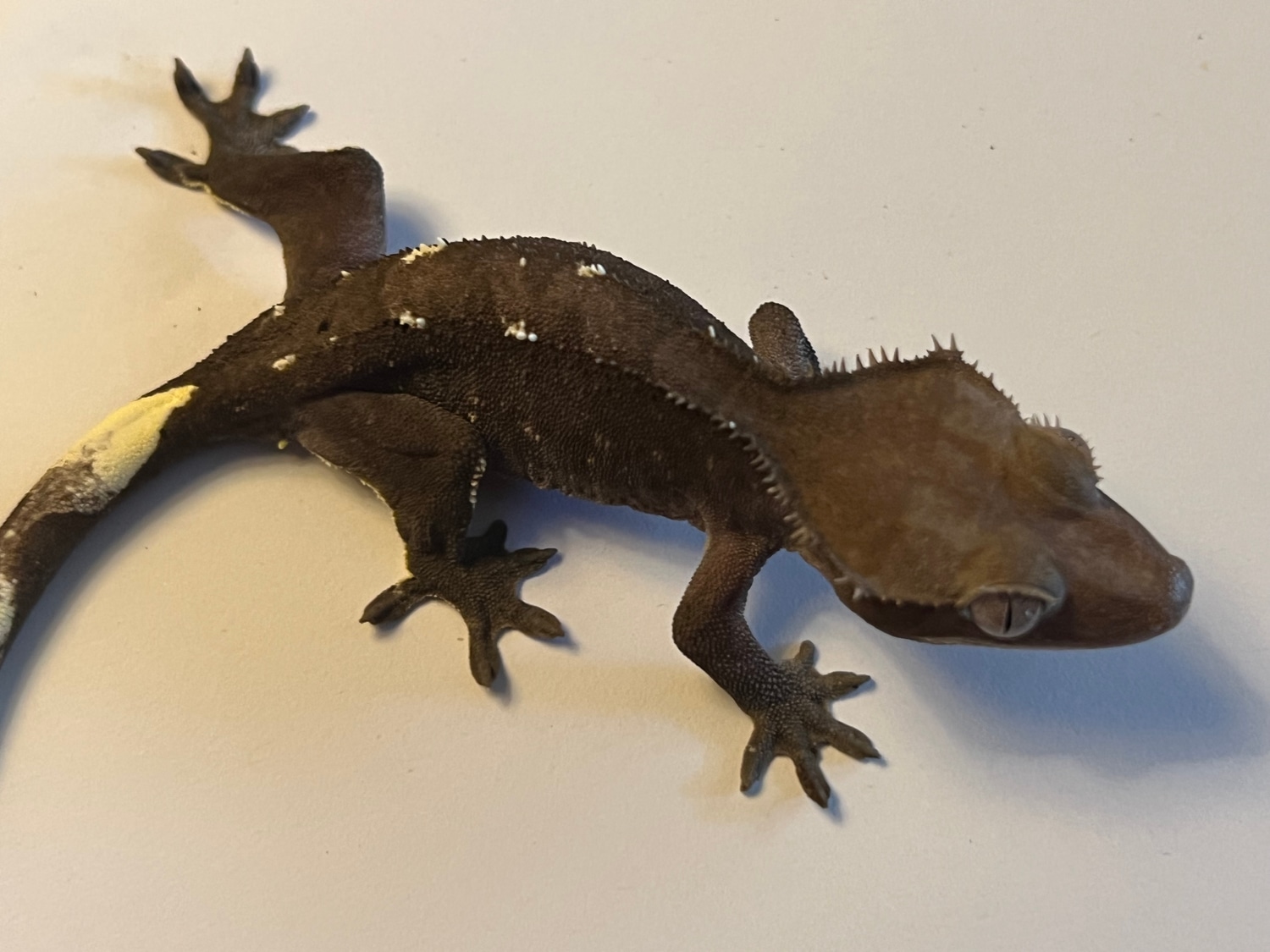 Visual Axanthic *Sale* Free 50% Het Crested Gecko by Mitch-A-Tech ...