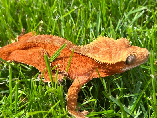 Bright Red Bicolor Crested Gecko by Mitch-A-Tech Geckos