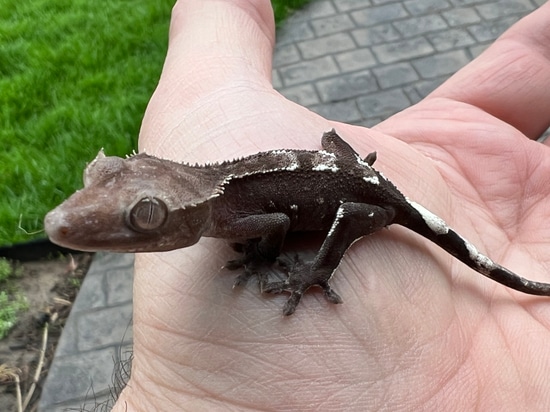 Nice Visual Axanthic (Pos Pores) Crested Gecko by Mitch-A-Tech Geckos
