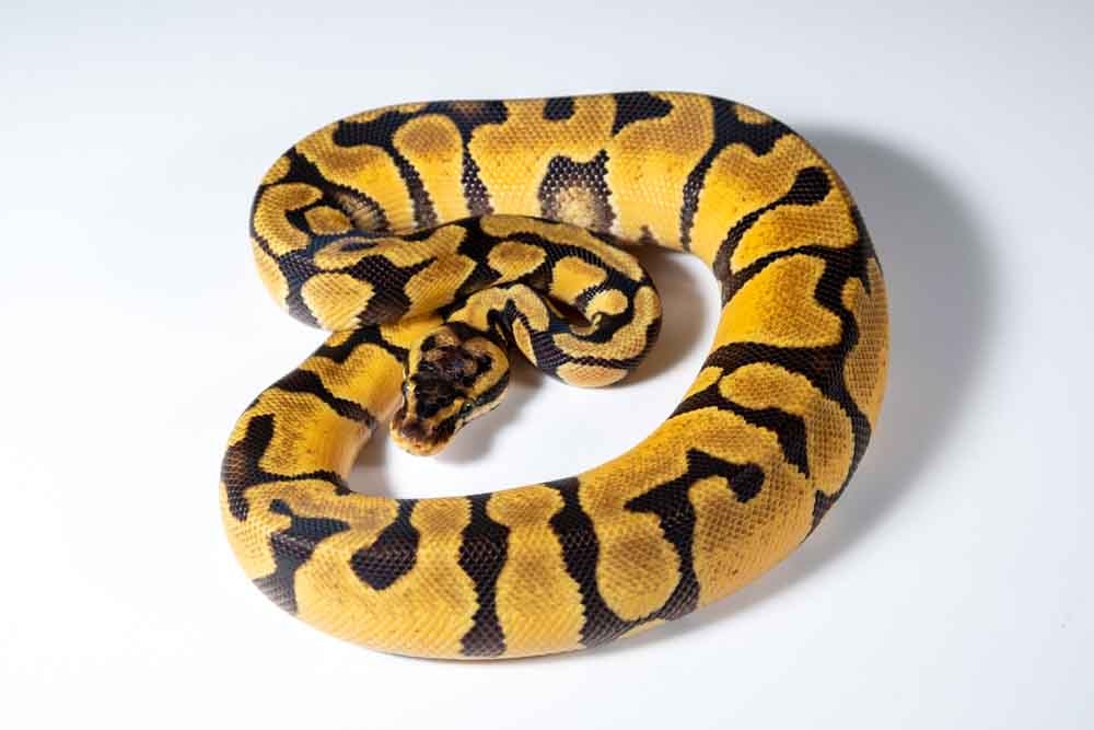 DH, Hypo, Het Desert Ghost,pastel Enchi Ball Python by Mitch Angelo ...