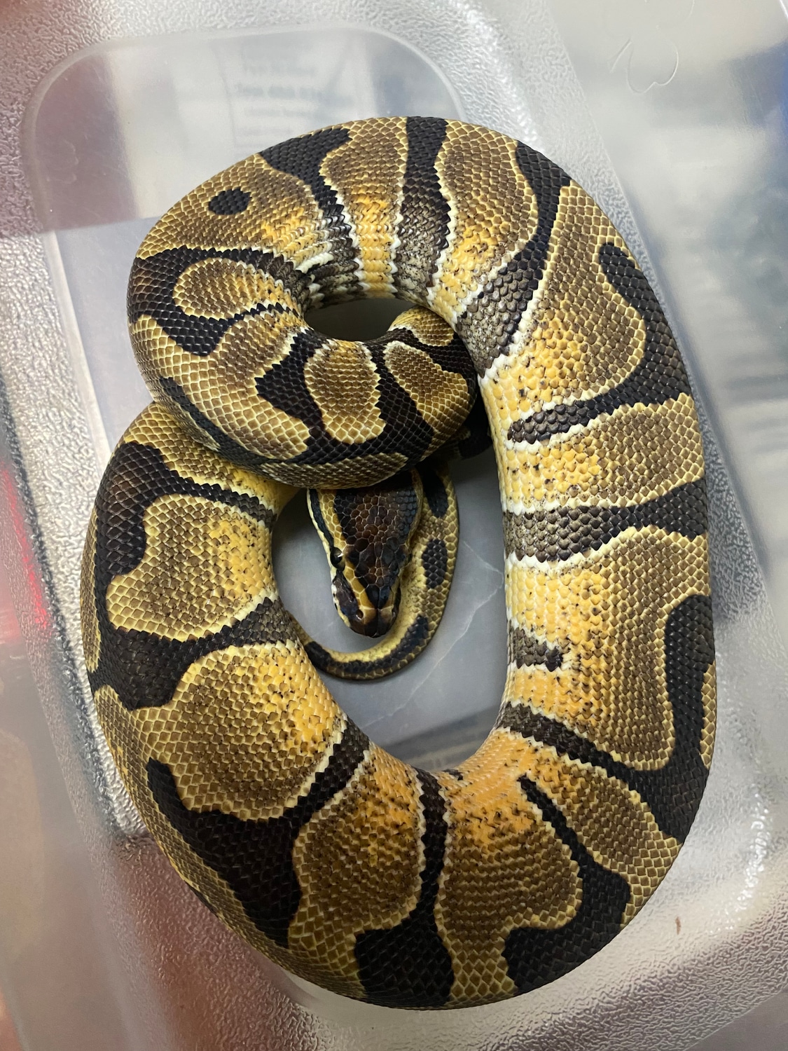 Enchi Het Hypo Het Desert Ghost Ball Python by Mitch Angelo - MorphMarket
