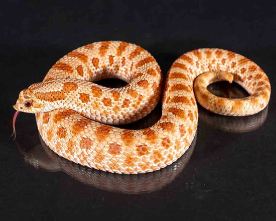 Evans Hypo Western Hognose by Mitch Angelo