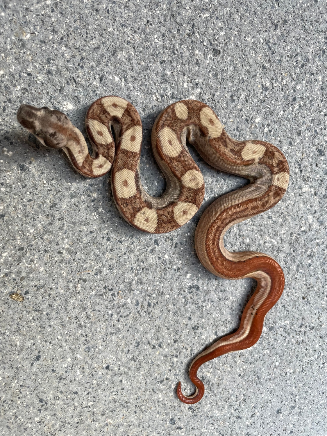 Hypo Jungle Motley 100% Het Kahl 66% Het Anery Boa Constrictor by Mitch ...
