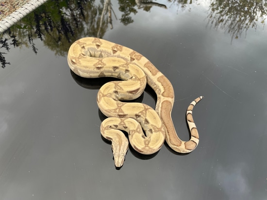 Ghost Jungle Het Kahl Albino Boa Constrictor by Mitch Boa Morphs