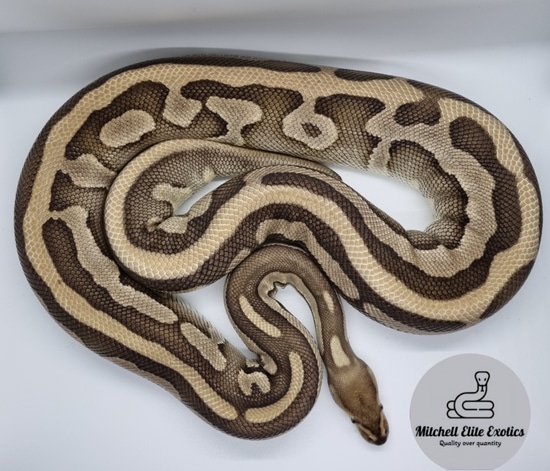 Lesser Leopard Calico RTB Ball Python by Mitchell_elite_exotics