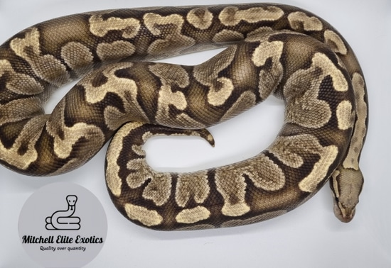 GHI Vanilla RTB Ball Python by Mitchell_elite_exotics