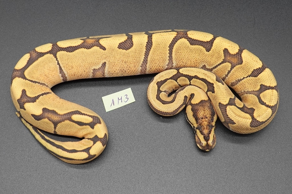 Enchi Red Stripe Desert Ghost Ball Python by Prbreeders - MorphMarket