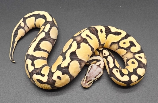 Pastel Desert Ghost Poss Red Stripe Ball Python by Prbreeders