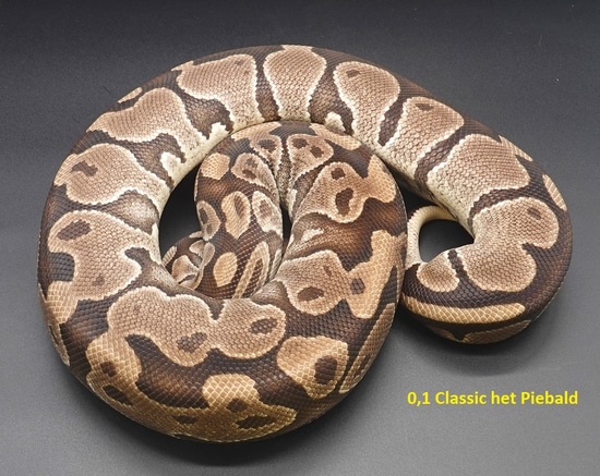 Het Piebald Ball Python by Prbreeders
