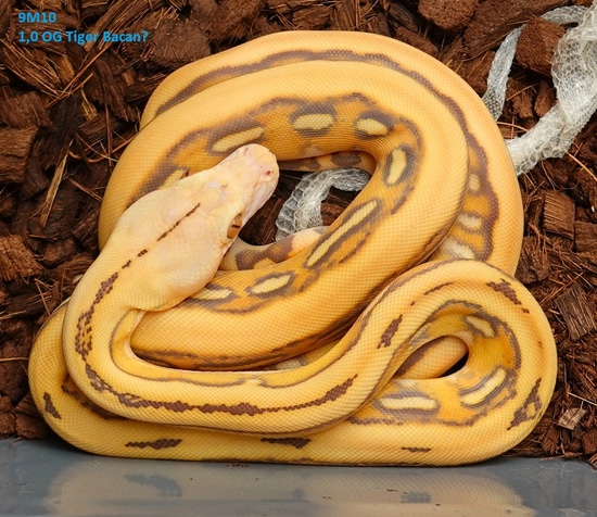 Orange Glow Tiger Bacan Reticulated Python by Prbreeders