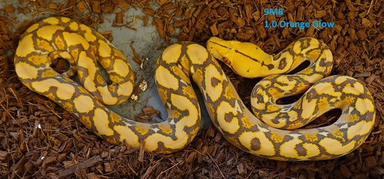 Orange Glow Reticulated Python by Prbreeders