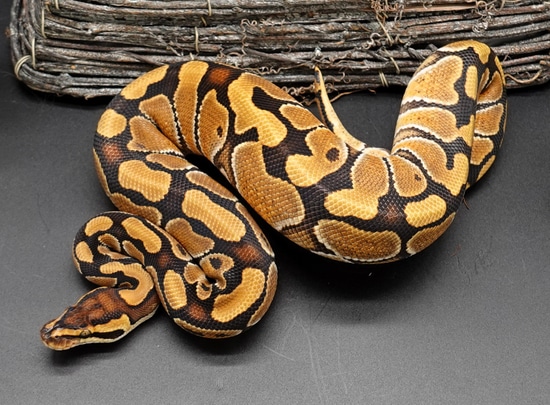 OD Special NR Mandarin Ball Python by Prbreeders