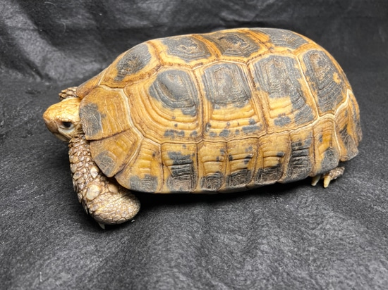 Long-term Captive Forsten's Tortoise by Tuma’s Tortoise Farm
