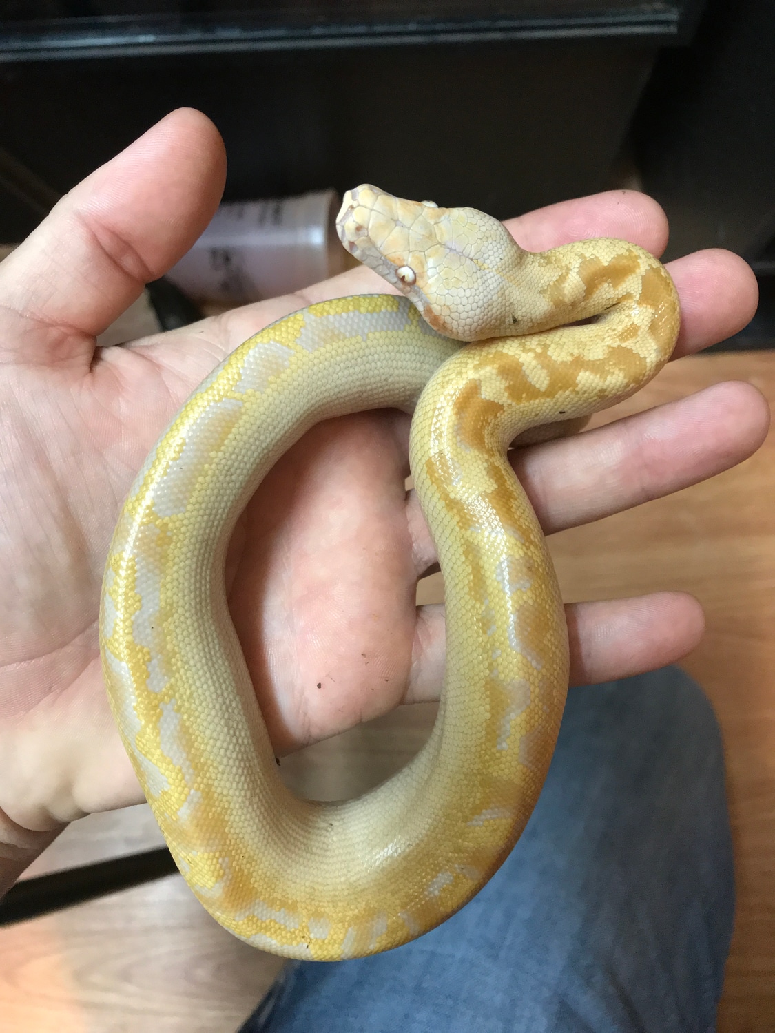 T-neg Ivory Blood Python by MixonUpReptiles - MorphMarket