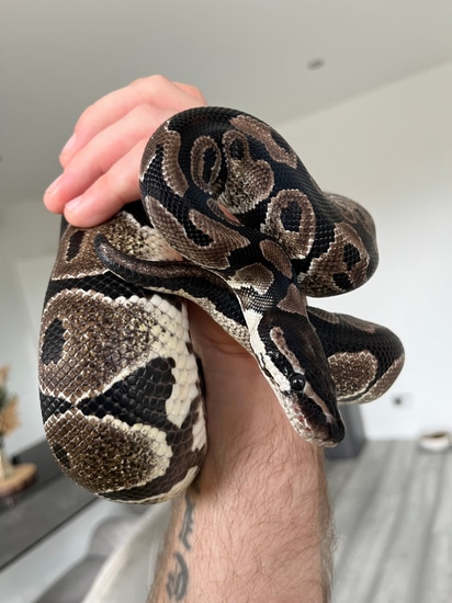 Onyx Ball Python by Mixitmorphs