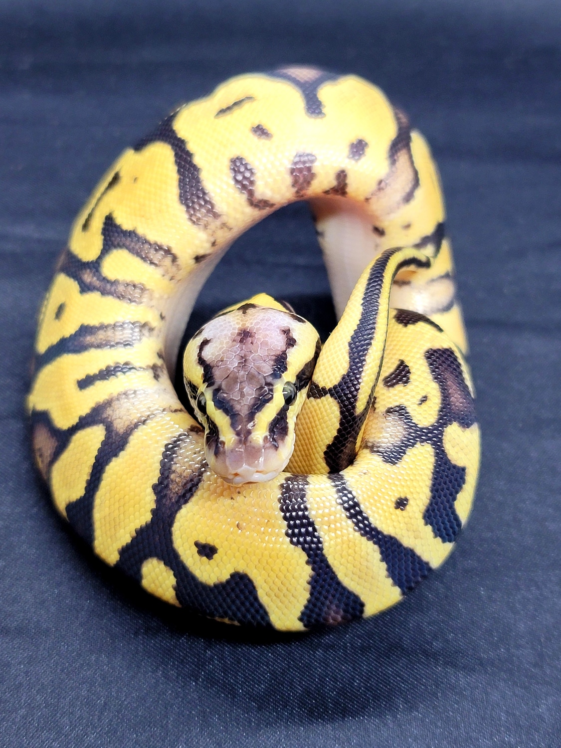 Pastel Fire Ball Python by Mix Master Morphs - MorphMarket