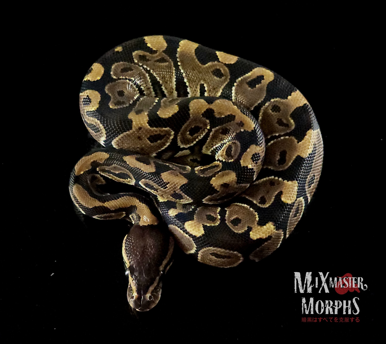Normal Het DG 20% Listed Flash Sale Ball Python by Mix Master Morphs ...