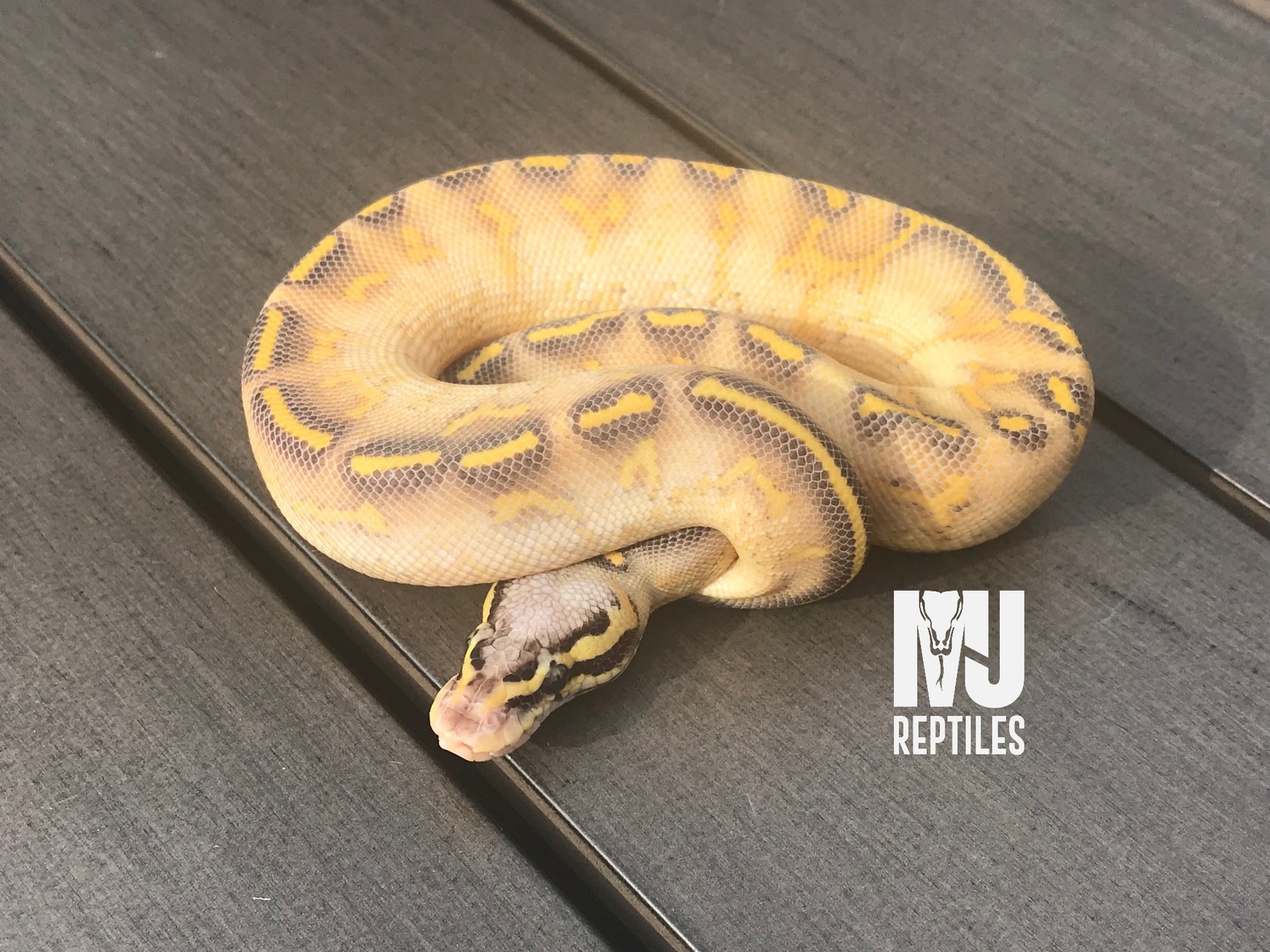 Pastel Highway Ball Python by MJ Reptiles - MorphMarket