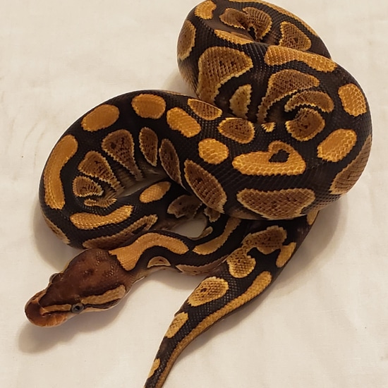 0.1 Arroyo YB Ball Python by OCD Morphs