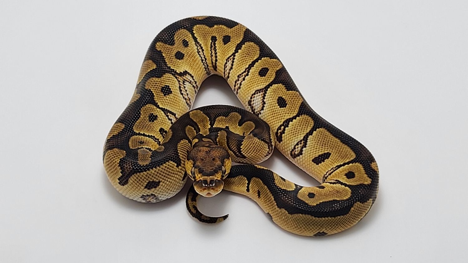 Chocolate Clown Ball Python by OCD Morphs - MorphMarket