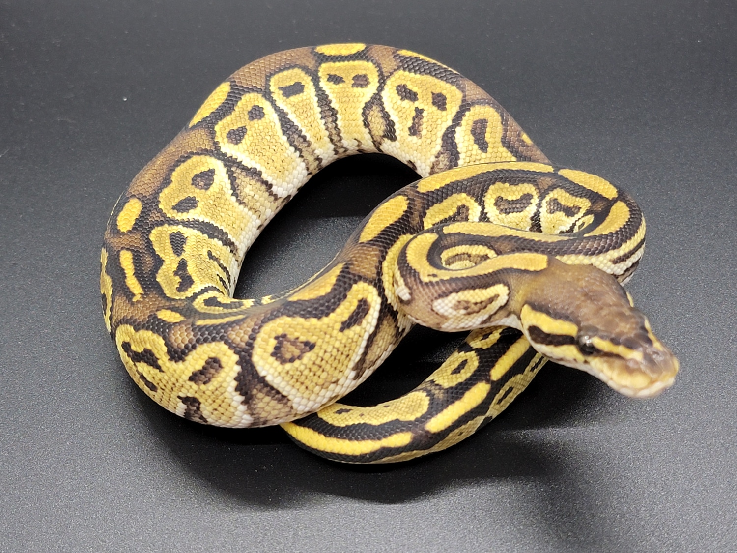 Vanilla Bongo Ball Python by OCD Morphs - MorphMarket
