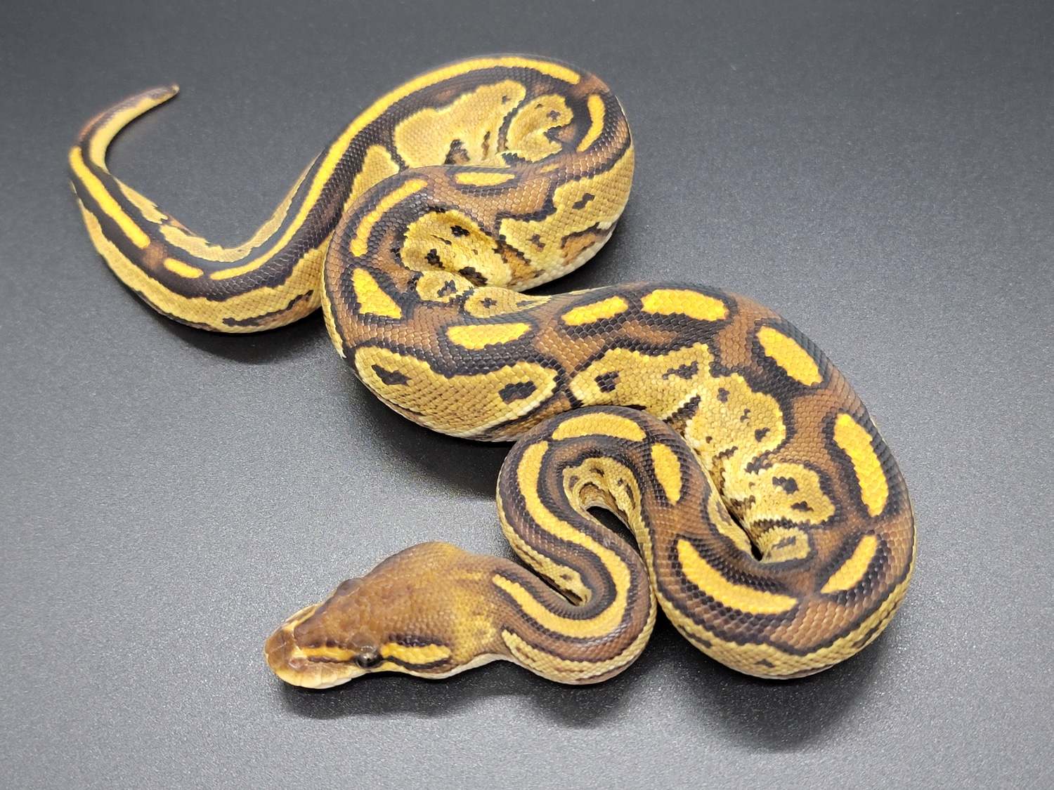 Bongo Pos Vanilla Ball Python by OCD Morphs - MorphMarket