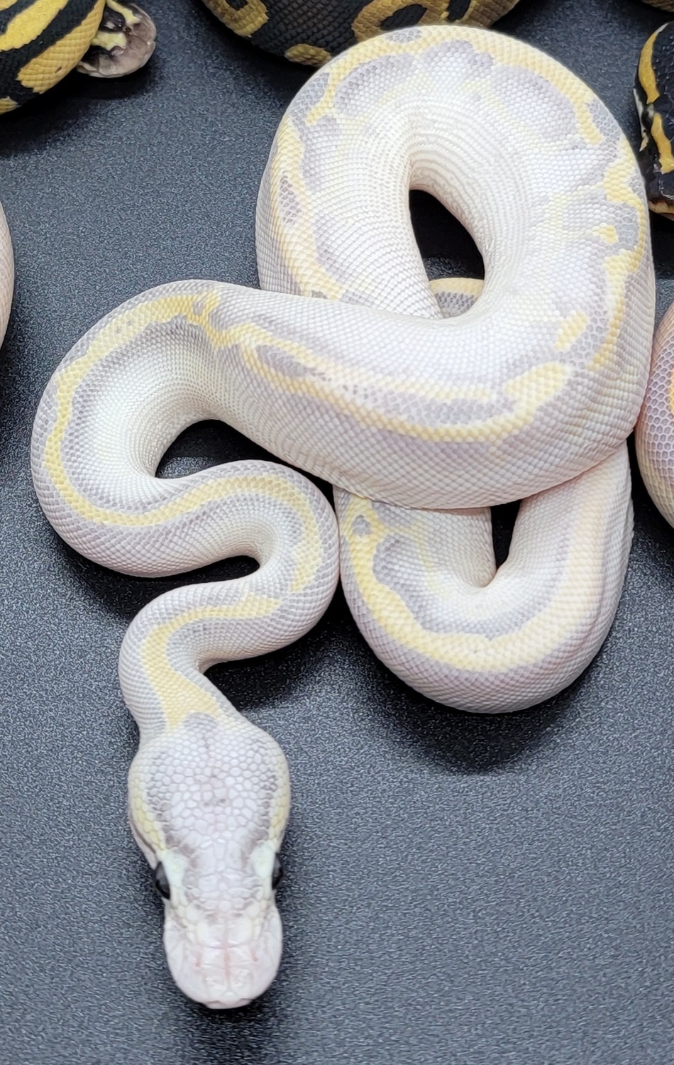 Pastel Leopard Ivory Ball Python by OCD Morphs - MorphMarket