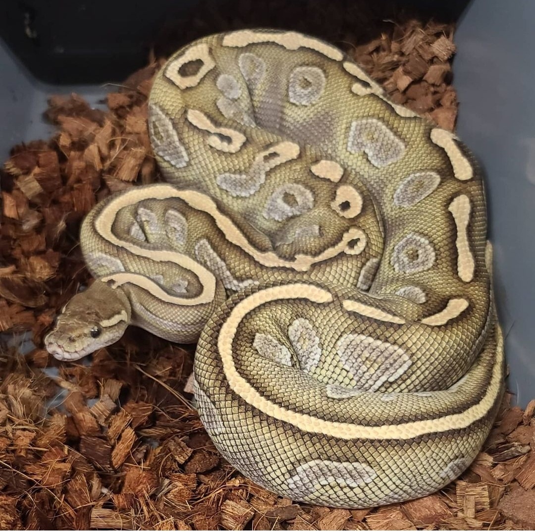 2017 Pastel Blackhead Lesser 100% Het Hypo PB Ball Python by OCD Morphs ...