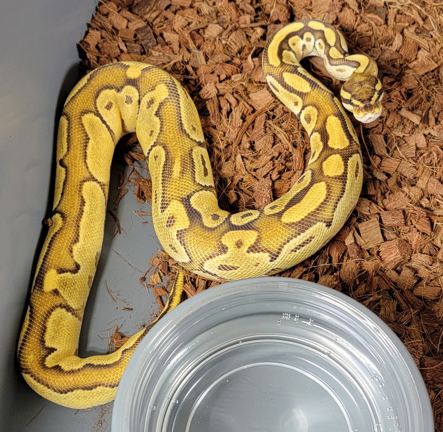 Vanilla Enchi Bongo Ball Python by OCD Morphs - MorphMarket