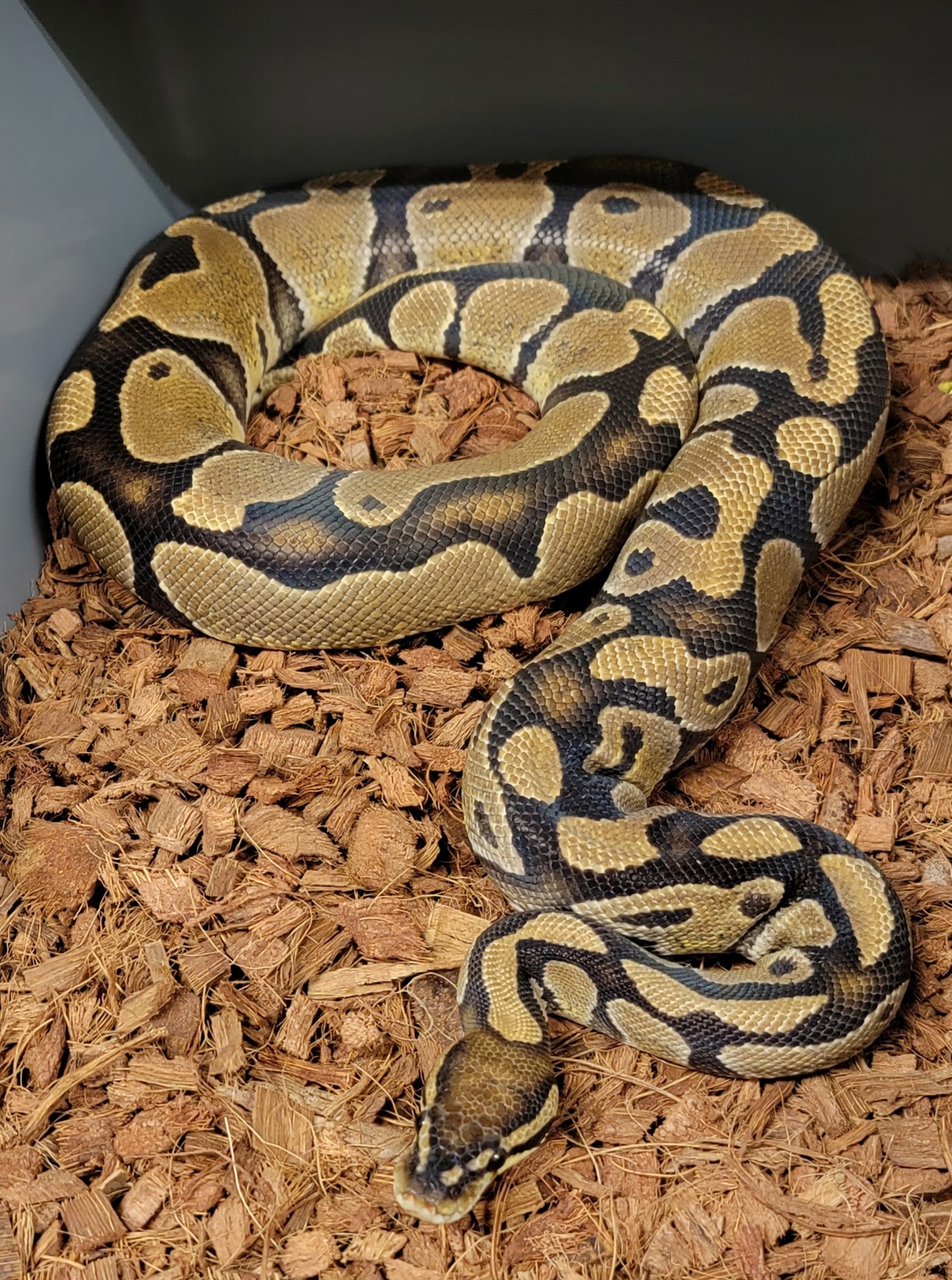 100% Het Puzzle Ball Python by OCD Morphs - MorphMarket