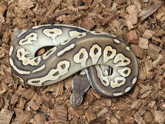 Mojave Cinnamon Bongo Ball Python by OCD Morphs
