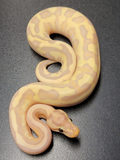 Maker) Banana Leopard Superstripe Ball Python by OCD Morphs