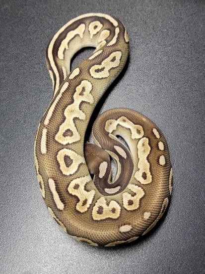 Mojave Cinnamon Bongo Ball Python by OCD Morphs