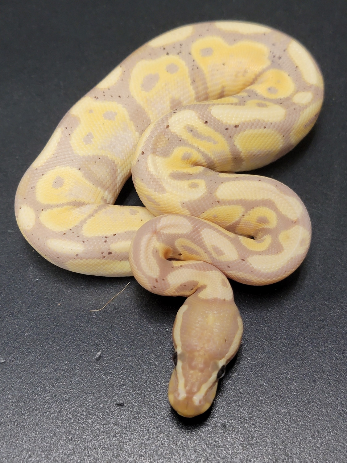 Banana Black Pastel 100% Het Pied 50% Het Hypo Ball Python by OCD ...
