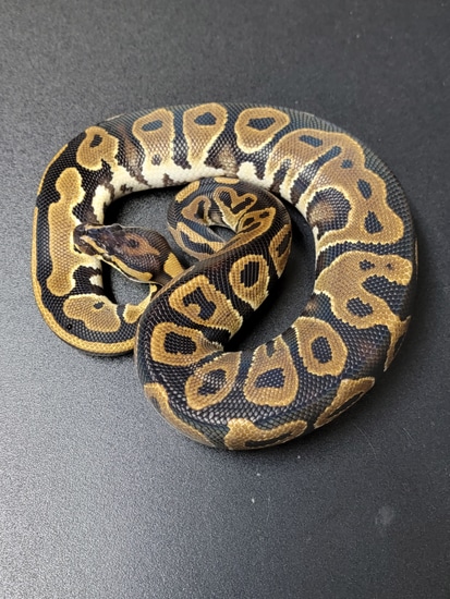 Leopard YB Ball Python by OCD Morphs