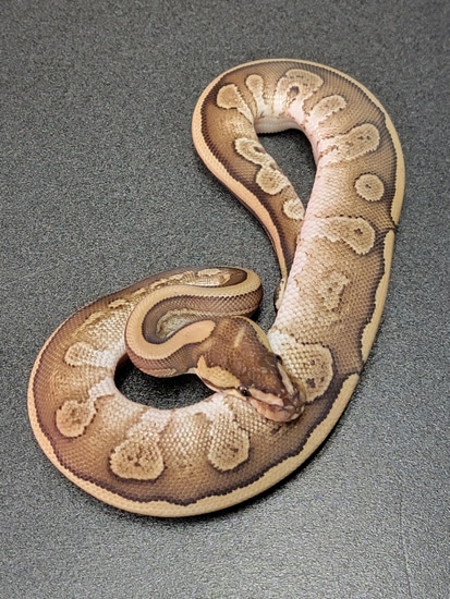 Huffman Redstripe Mojave Ball Python by OCD Morphs