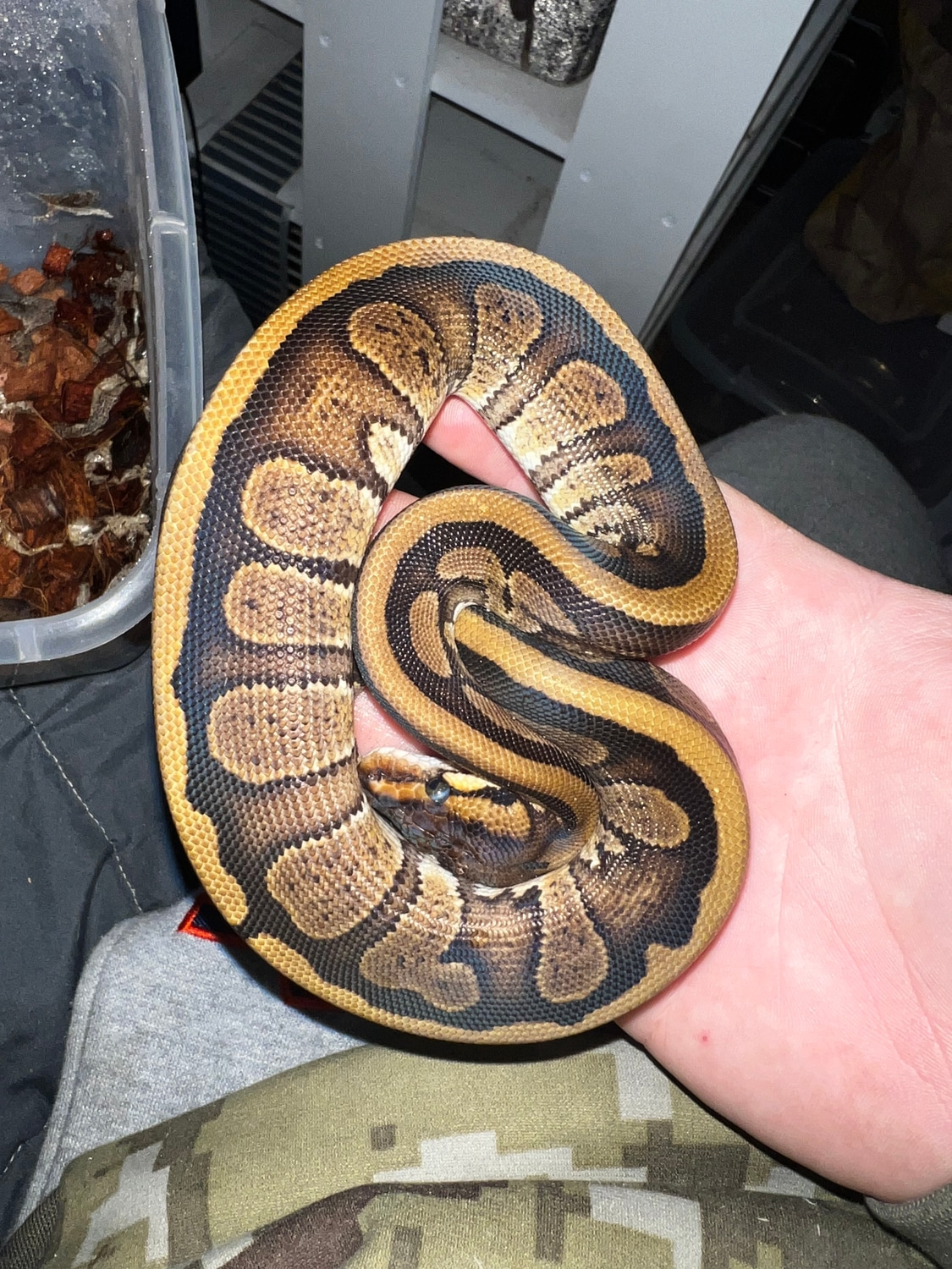 Red Stripe Het Genetic Stripe Ball Python by Cannon Family Exotics ...