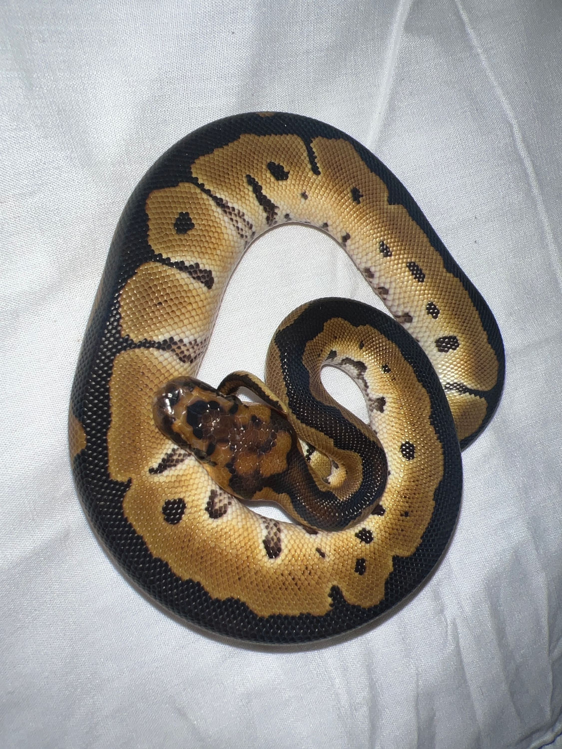 Clown Pos Blade Ball Python by Cannon Family Exotics - MorphMarket
