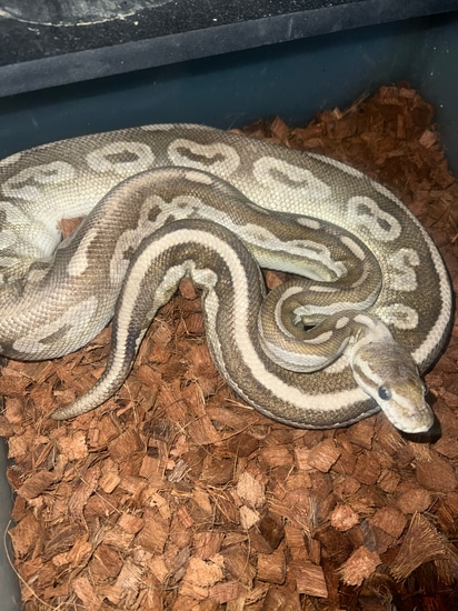 Pewter Mojave Ball Python by Cannon Family Exotics