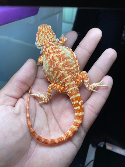 Red Hypo Citrus Tiger Colored Stripe Central Bearded Dragon by Mjdragons_