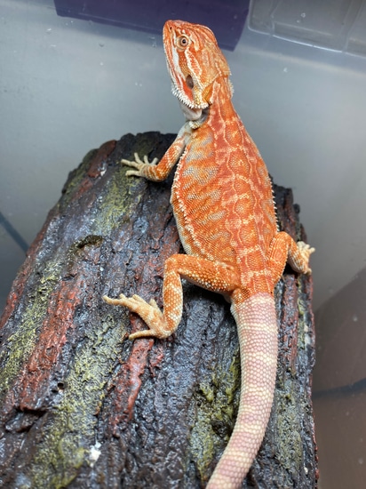 Red Hypo Citrus Blue Bar Leatherback Central Bearded Dragon by Mjdragons_