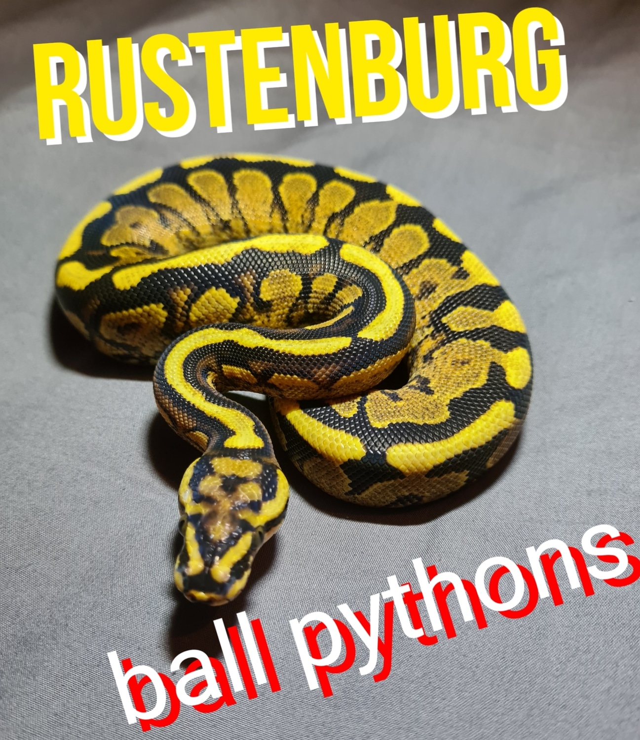 Ball Python Clutch: Nr-01 by Rustenburg ballpythons - MorphMarket