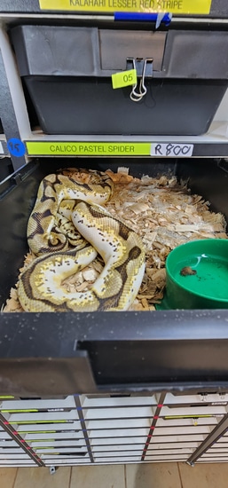 Pastel Calico Spider Ball Python by Rustenburg ballpythons