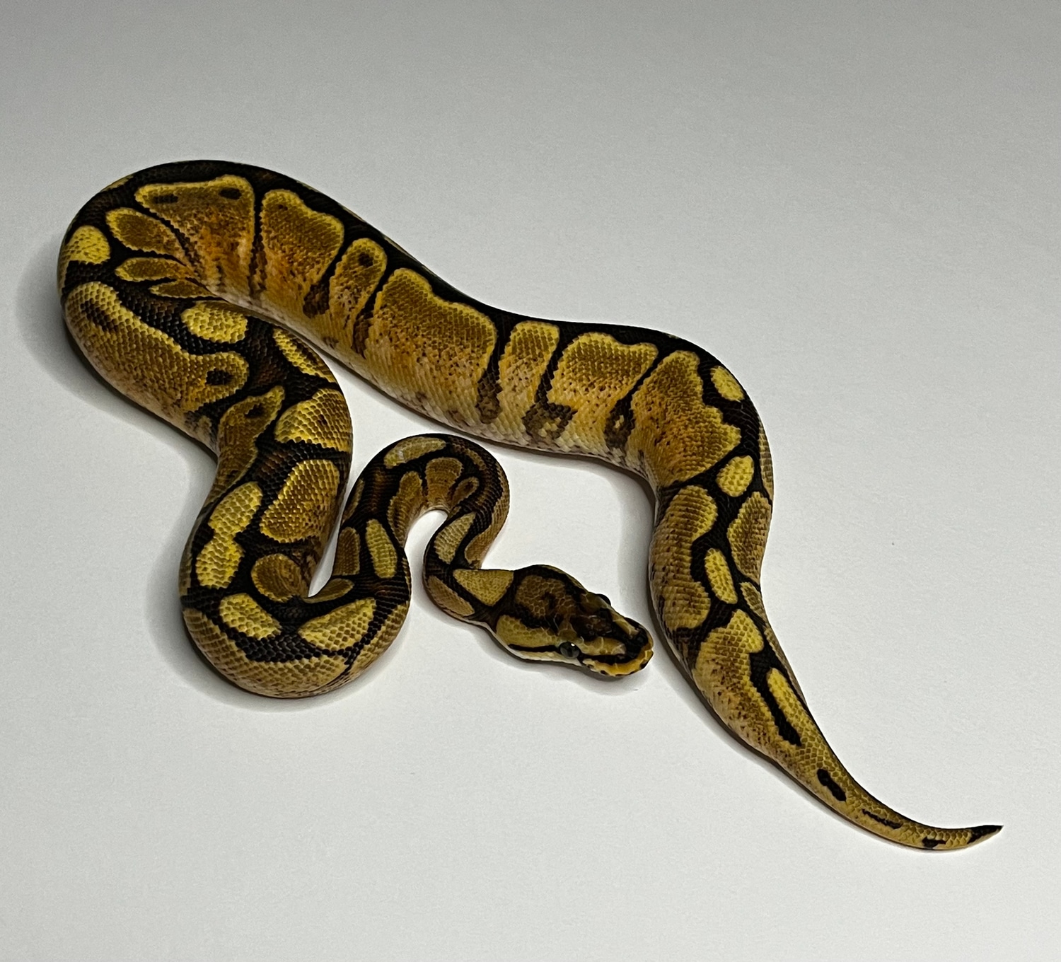 FREE SHIPPING Enchi Spider Yellow Belly Ball Python by Southern Bell ...