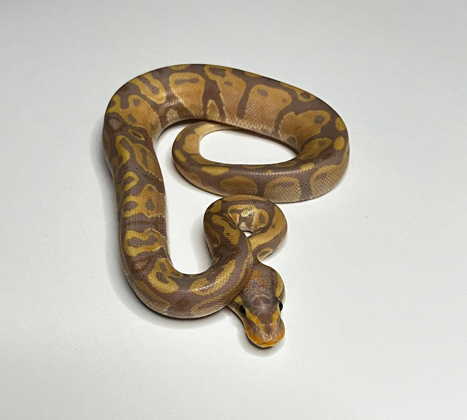 Banana Leopard Het Pied Ball Python by Southern Bell Exotics - MorphMarket